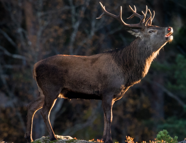 Fellingsrekord for hjort - Vik kommune