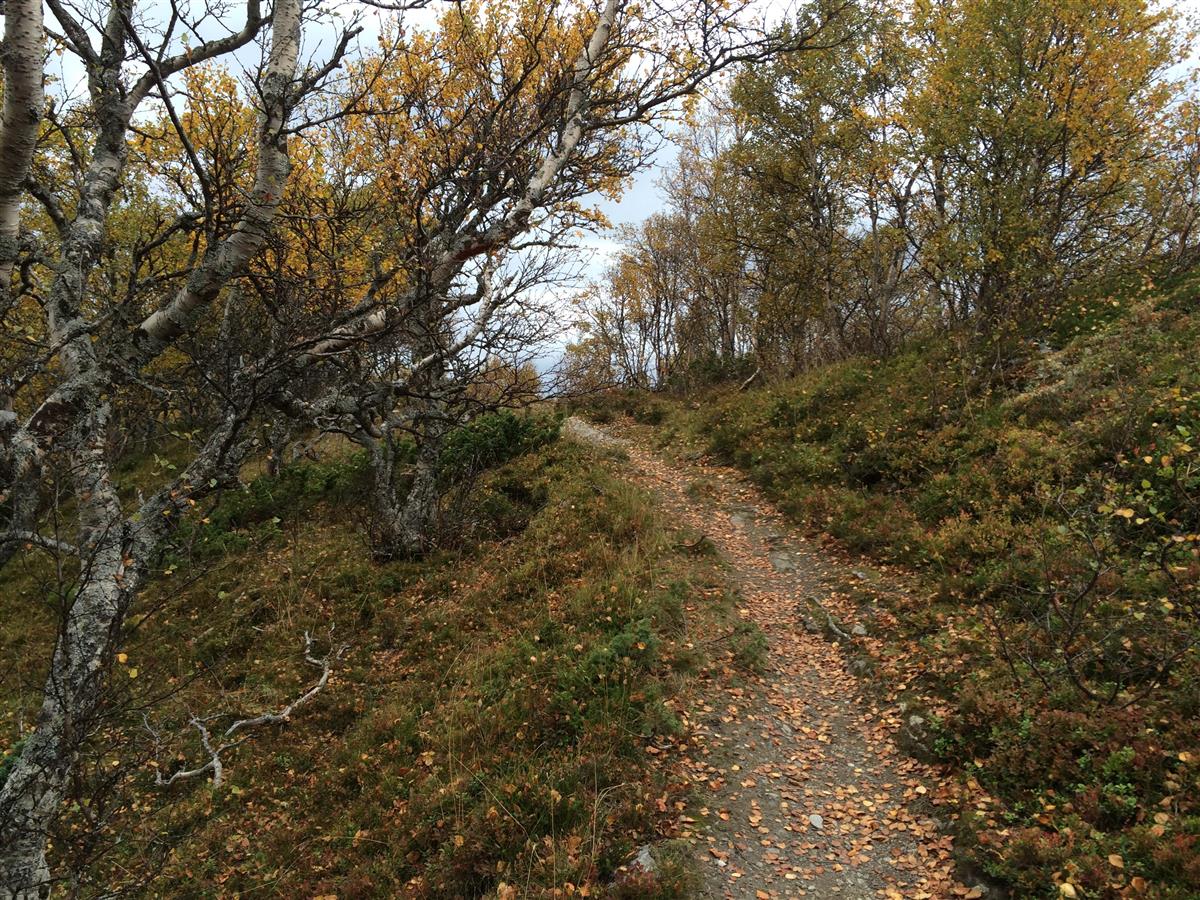 Pårørandekurs i haust - Vik kommune